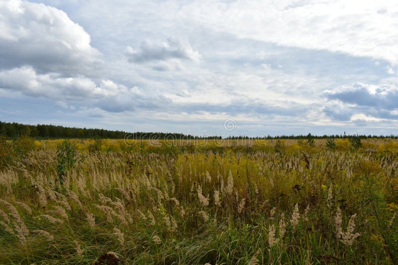 Scenic Road through the Forest. Rustic Landscape. Green Grass, Trees ...