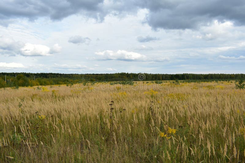 Scenic Road through the Forest. Rustic Landscape. Green Grass, Trees ...