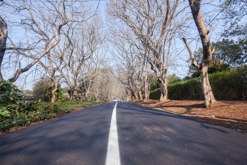Scenic Road Residential Trees Stock Photo - Image of asphalt, single ...