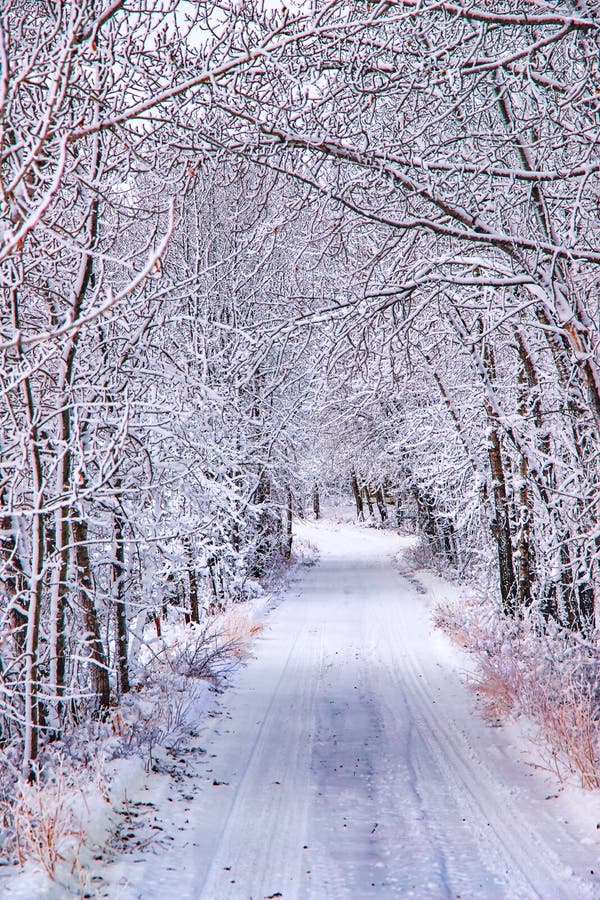 Winter Pathway through Snowy Trees Stock Image - Image of snow, forest ...