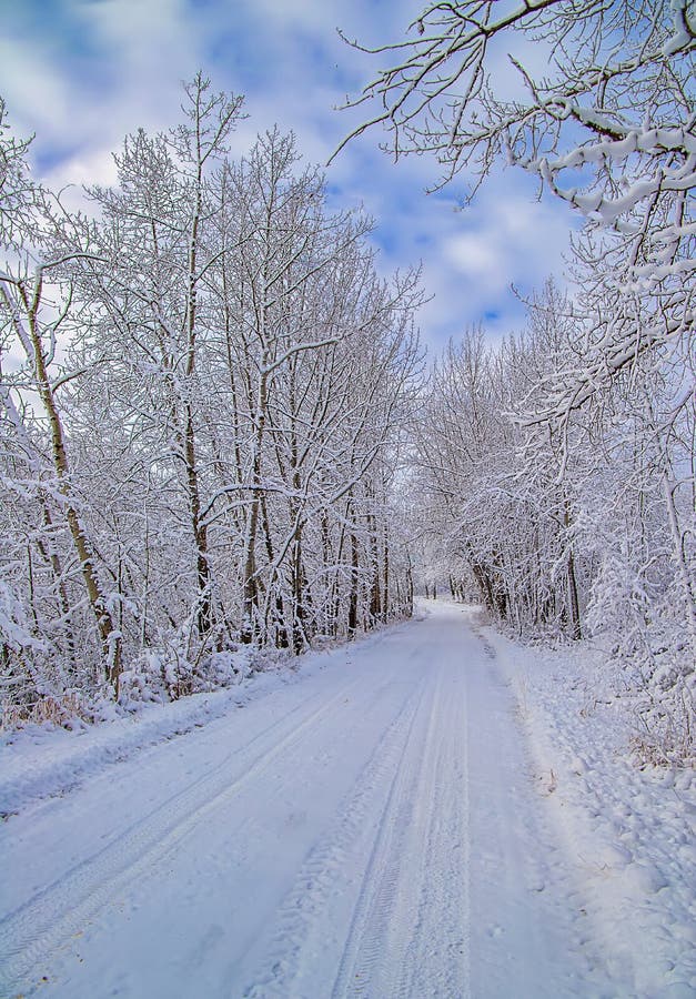 Winter Pathway through Snowy Trees Stock Photo - Image of view, trees ...