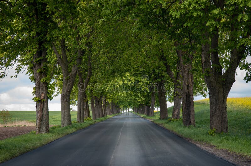 Scenic Road through Tree-lined Field Stock Photo - Image of peaceful ...