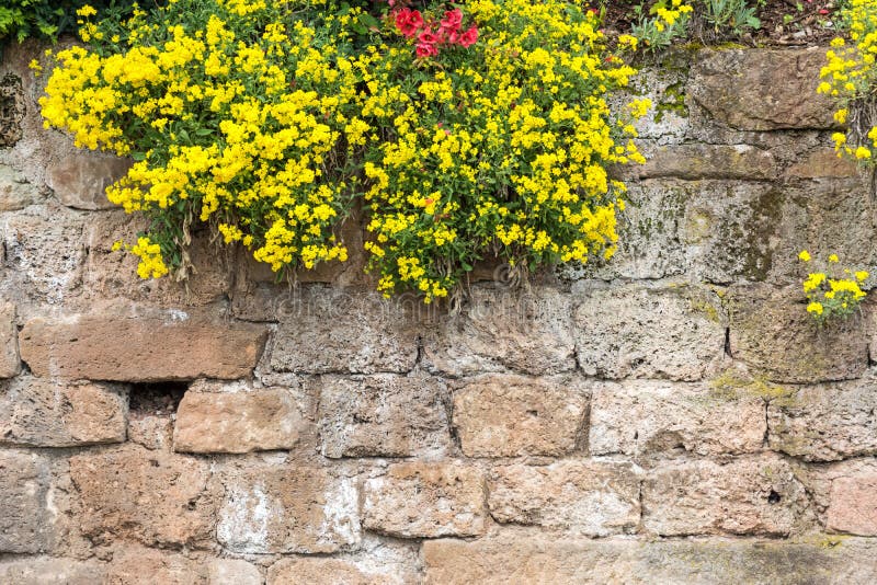 Scenic Medieval Castle Wall with Flowers Stock Photo - Image of rugged ...