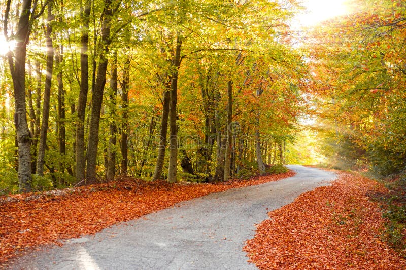 Scenic rural path stock image. Image of colorful, leaf - 35307243