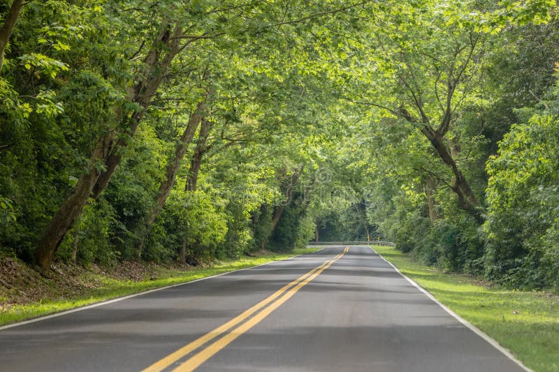 Scenic Rural Roadway with Lush Greenery on Either Side. Stock Image ...