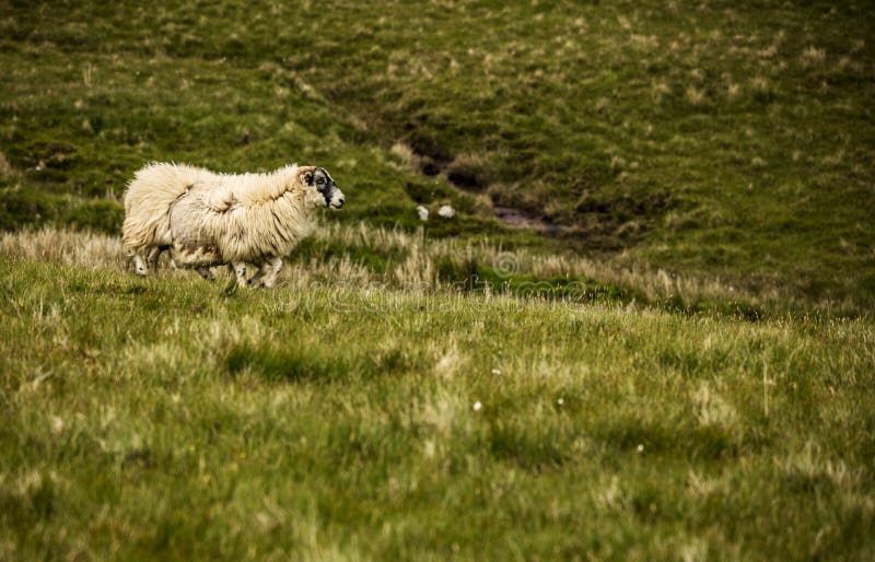 Scenic Scotland Meadows with Sheep in Traditional Landscape. Stock ...