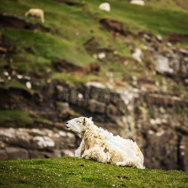 Scenic Scotland Meadows with Sheep in Traditional Landscape. Stock ...