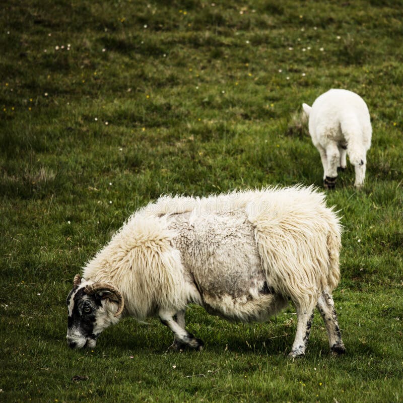 Scenic Scotland Meadows with Sheep in Traditional Landscape. Stock ...