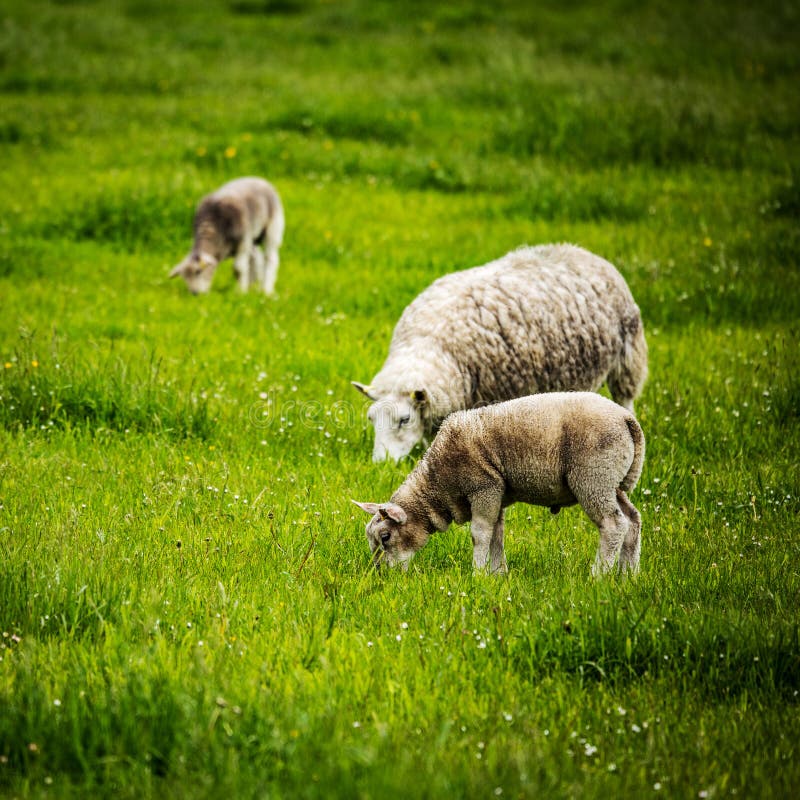 Scenic Scotland Meadows with Sheep in Traditional Landscape. Stock ...