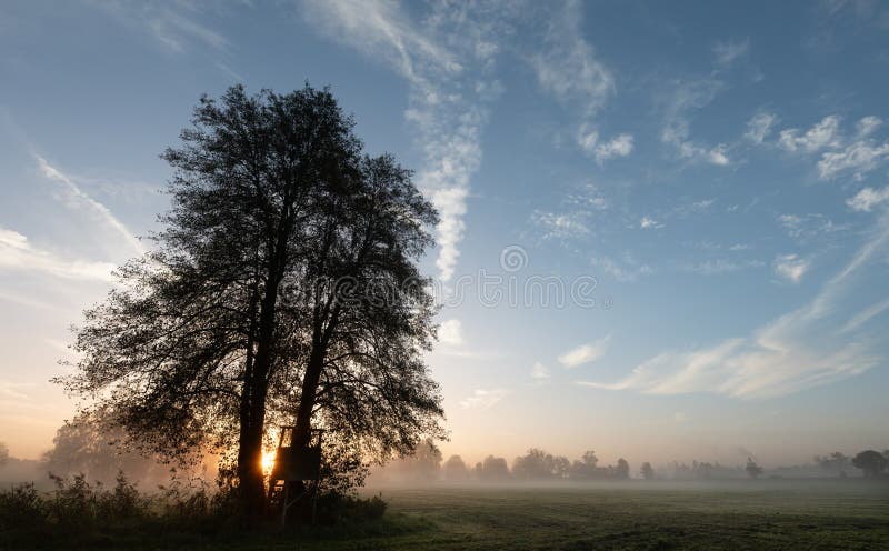 Scenic Shot of a Bare Deciduous Tree in Winter. Stock Image - Image of ...
