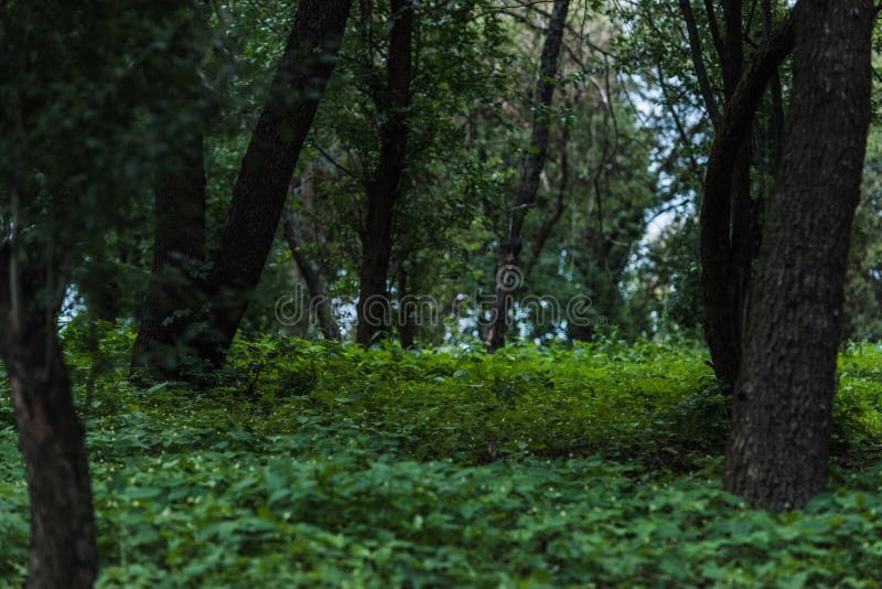 Scenic Shot of Beautiful Forest with Ground Covered Stock Photo - Image ...