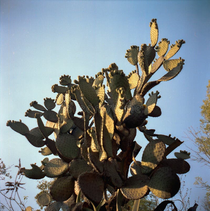 Scenic Shot of a Big Cactus Under the Sun Stock Photo - Image of ...