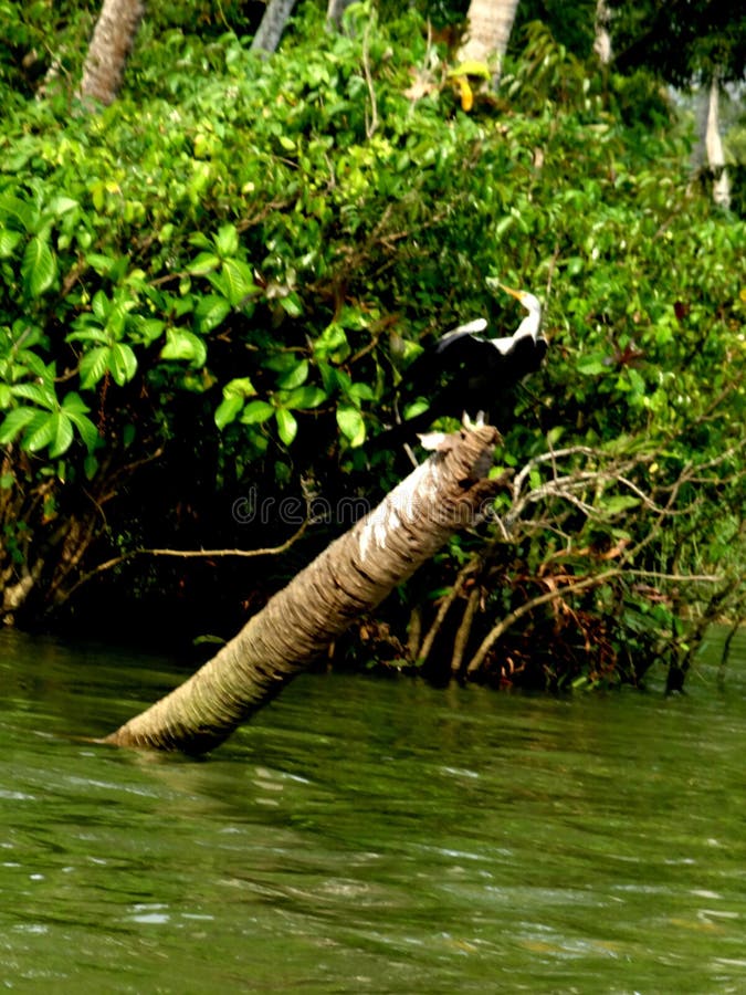 Scenic Shot of Birds in the Backwaters of Kerala Stock Image - Image of ...