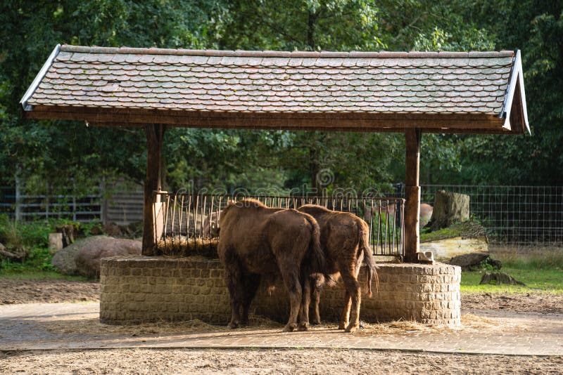 Scenic Shot of the Bison Eating from a Feeder in a Zoo Stock Photo ...