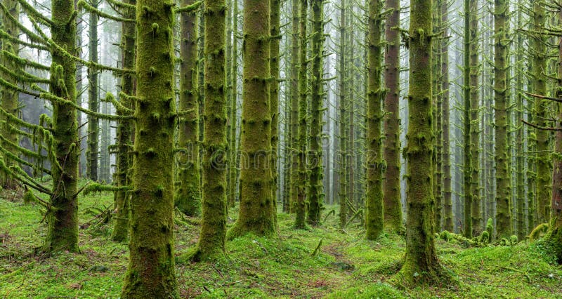 Scenic Shot of a Dense Moss Covered Forest with Tall Trees Stock Photo ...
