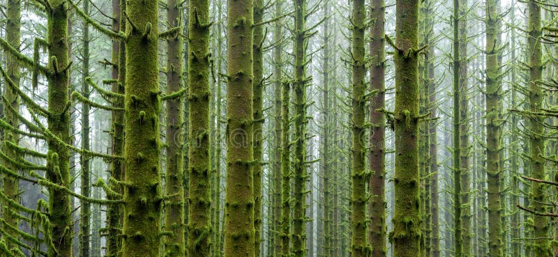 Scenic Shot of a Dense Moss Covered Forest with Tall Trees Stock Photo ...