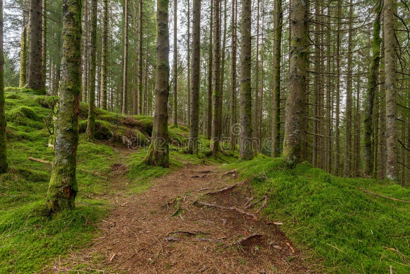 Scenic Shot of a Dense Moss Covered Forest with Tall Trees Stock Image ...