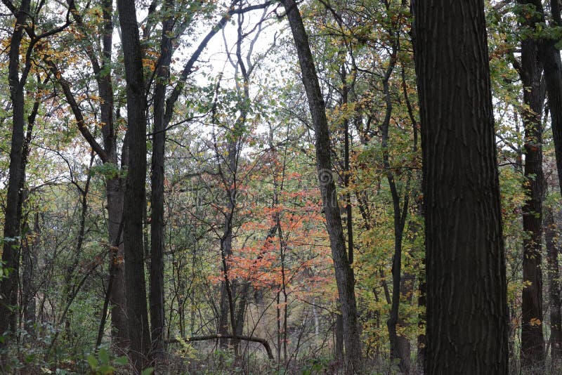 Scenic Shot of a Fall Garden with Colorful-leafed Trees Stock Photo ...