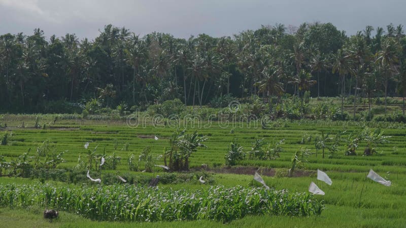 Scenic Shot of Farm Fields in Bali, Indonesia Stock Video - Video of ...