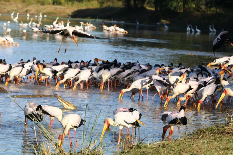 Scenic Shot of a Flock of White Storks in a Pond Stock Image - Image of ...