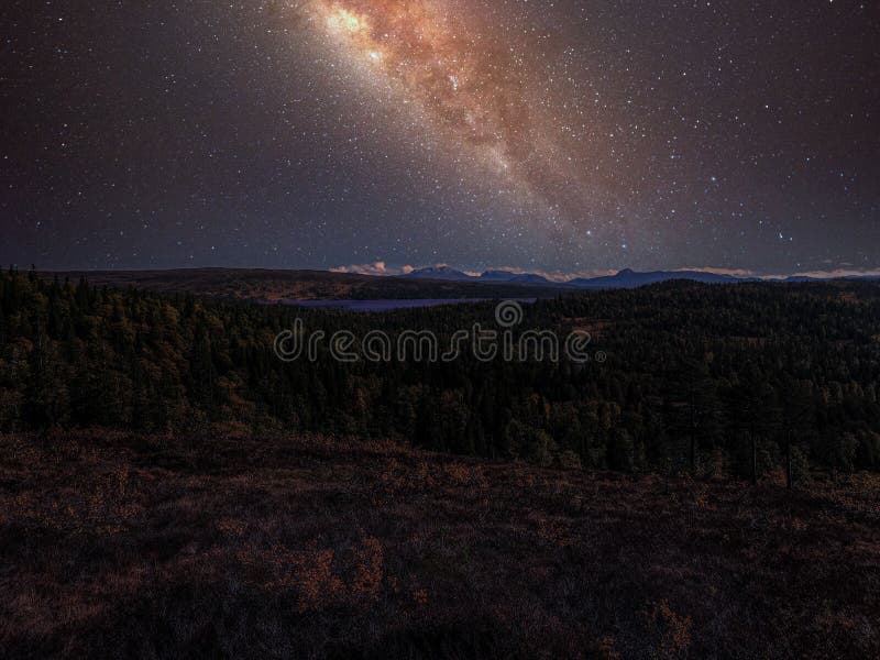 Scenic Shot of a Forest of Evergreen Trees Under the Magical Starry Sky ...