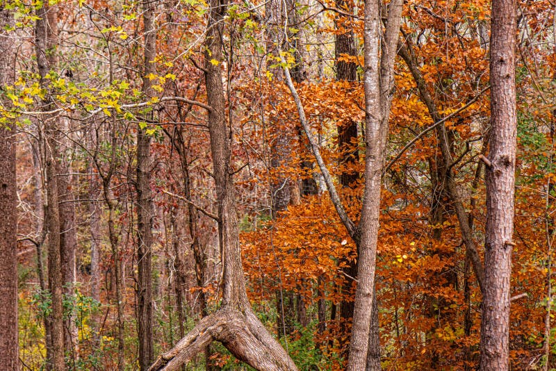 Scenic Shot of a Forest Full of Trees during Autumn Stock Image - Image ...