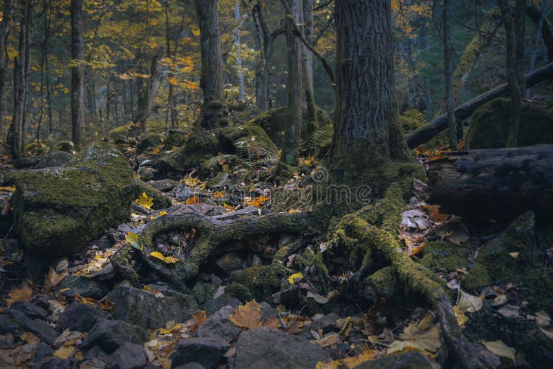 Scenic Shot of a Forest Tree Roots in Fall Stock Image - Image of ...