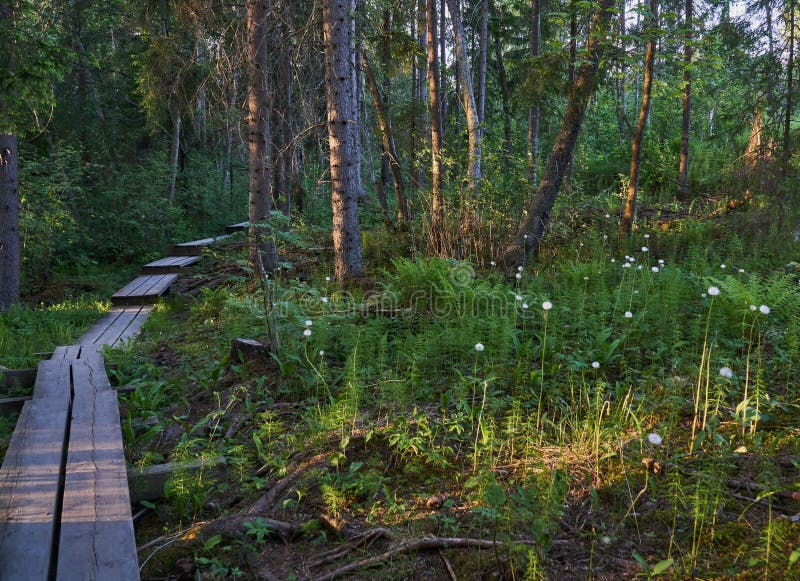 Scenic Shot of a Long Boardwalk Footpath in a Forest Stock Image ...