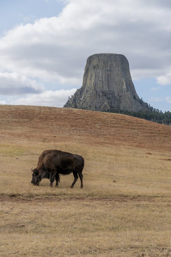 Scenic Shot of a Long-horned Cattle in the Devils Tower National ...
