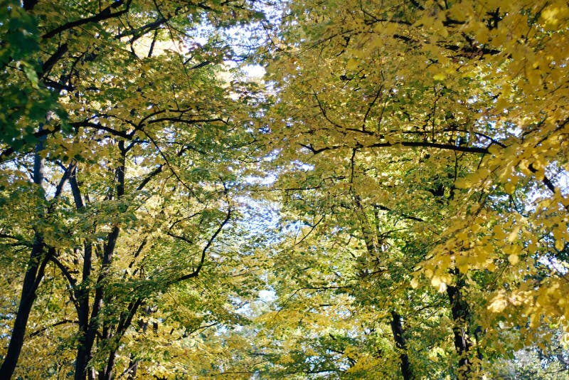 Scenic Shot of Lush Tree Branches Covered with Autumn Leaves Stock ...