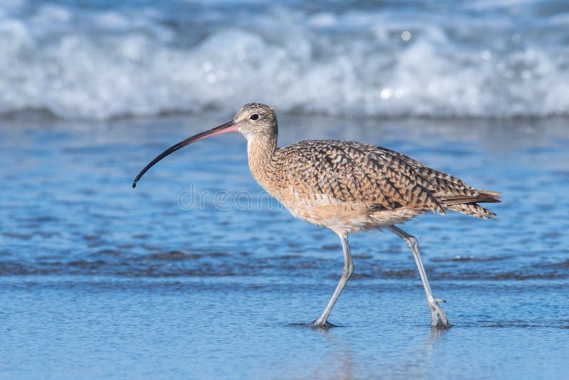 Scenic Shot of a Marbled Godwit Bird Walking in Shallow Water Stock ...