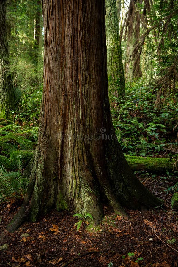 Scenic Shot of a Moss-covered Tree in a Forest Stock Photo - Image of ...