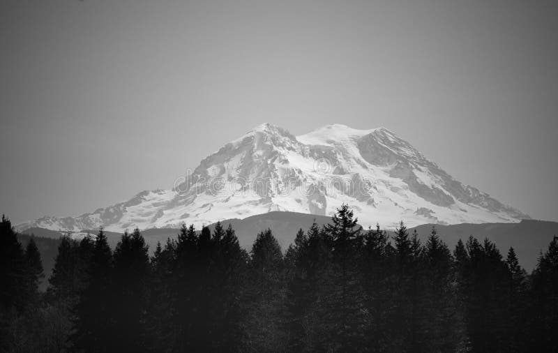 Scenic Shot of a Pine Tree Forest with a Snow-covered Mountain in the ...
