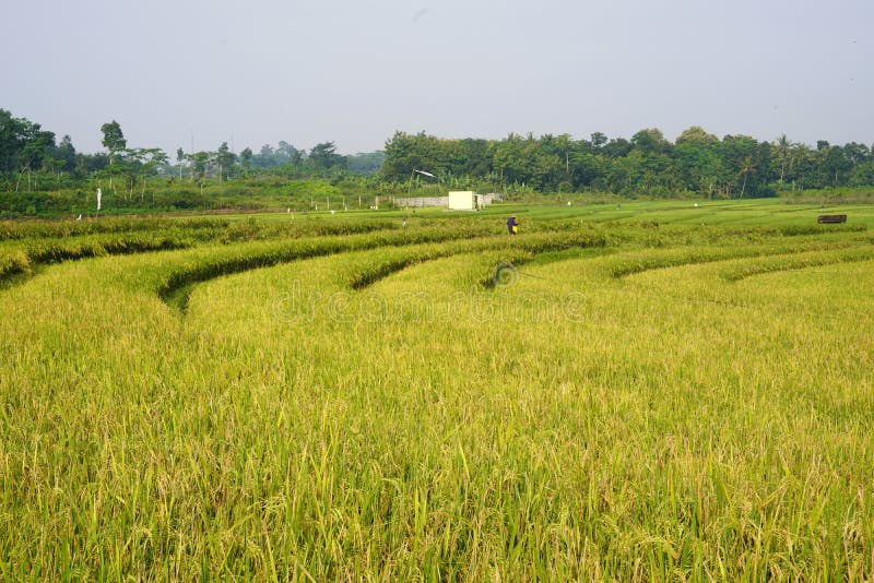 Scenic Shot of a Rice Plant Field Surrounded by a Forest Stock Image ...