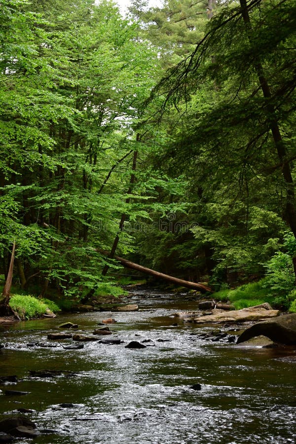 Scenic Shot of a River Surrounded with Beautiful Green Trees in the ...