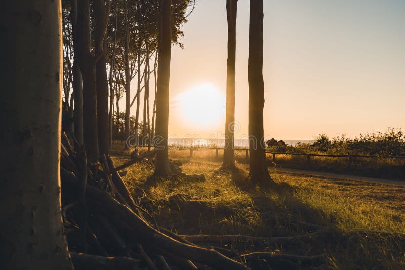 Scenic Shot of Sunset Seen through Tree Trunks Stock Image - Image of ...