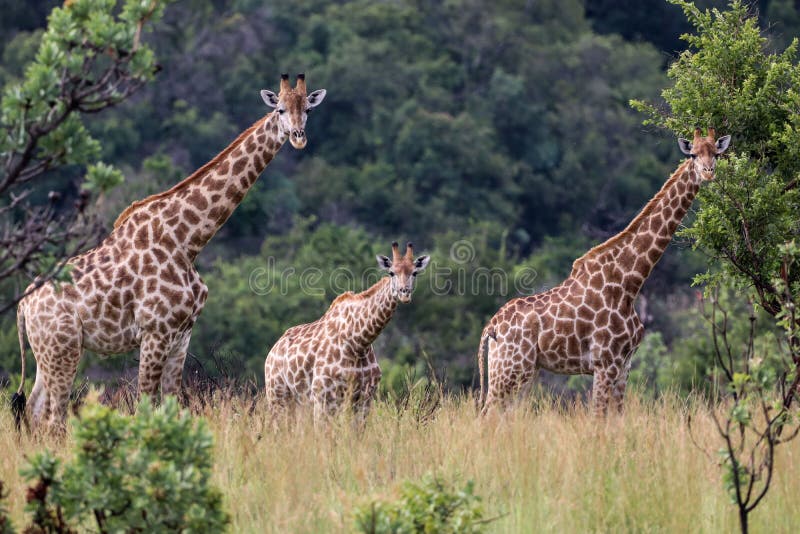 Scenic Shot of Three Giraffes Looking at the Camera Against the Trees ...