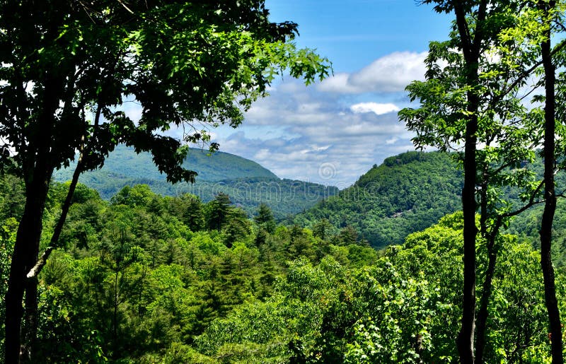 Scenic Shot of Trees on a Forest and a Mountain on a Beautiful Sky ...