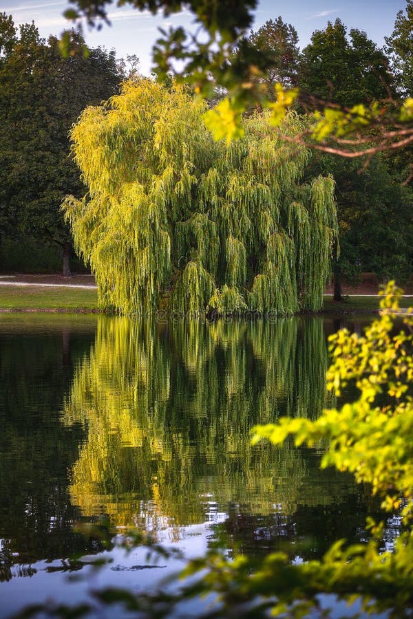 Scenic Shot of a Weeping Willow Tree and the Reflection of Leaves on ...