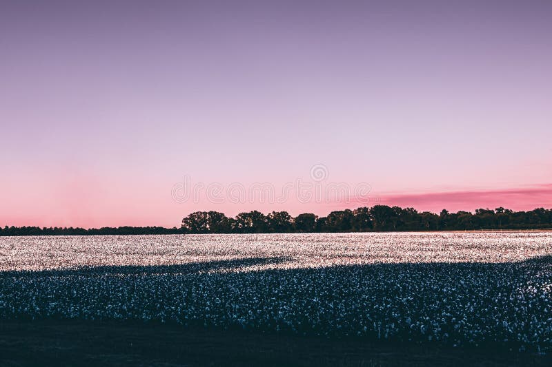 Scenic Shot of White Cotton Field at Pinky Sunset Stock Photo - Image ...