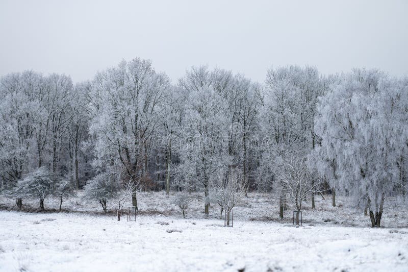 Scenic Shot of White Trees in a Snow Field during Winter Stock Image ...