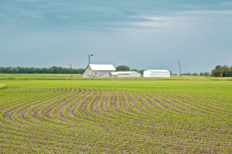 Scenic Spring Cornfield stock photo. Image of rural, field - 31348804