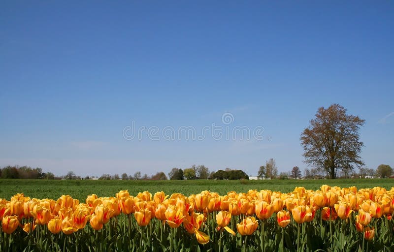 Scenic Spring Time stock photo. Image of close, beauty - 5116132