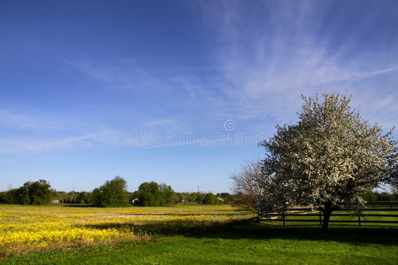 Scenic Spring Time Landscape Stock Photo - Image of yellow, bloom: 9375032
