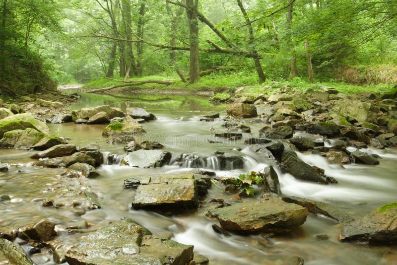 Scenic Stream in the Forest Stock Photo - Image of woodlands, scenic ...