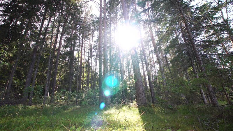 Scenic Summer Forest Lit by the Sun, Bottom View. Stock Video - Video ...