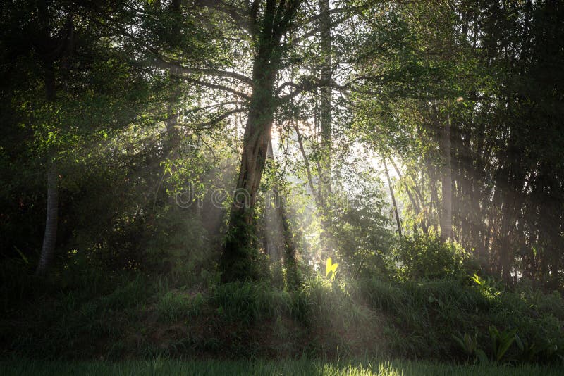 Sun Rays in the Forest in Misty Morning Stock Image - Image of season ...