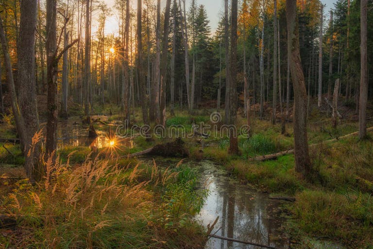 A Scenic Sunset in a Forest with Fallen Trees and Beaver Marks Stock ...