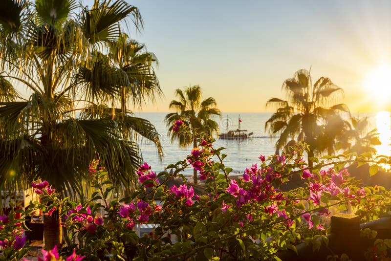 Scenic Sunset with Palm Trees and Flowers Stock Image - Image of night ...
