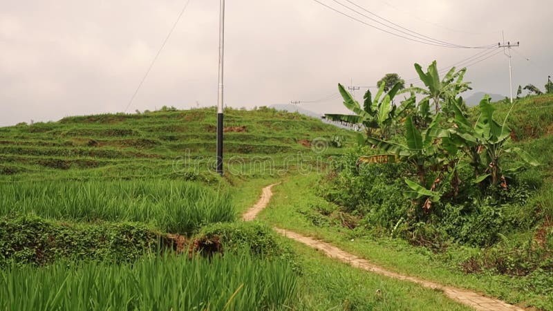 Scenic Terraced Rice Fields with Pathway Stock Footage - Video of ...